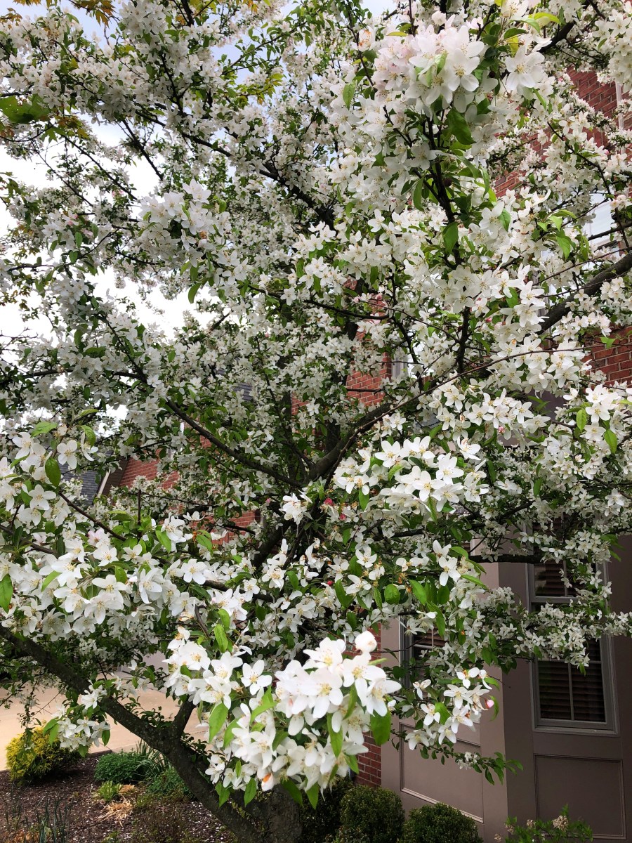 The Fresh New Season | chroniclesofmccloskey